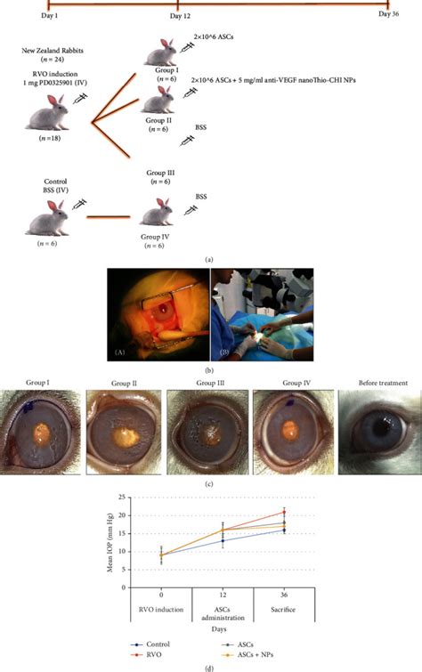 Intravitreal Administration Effect Of Adipose Derived Mesenchymal Stromal Cells Combined With