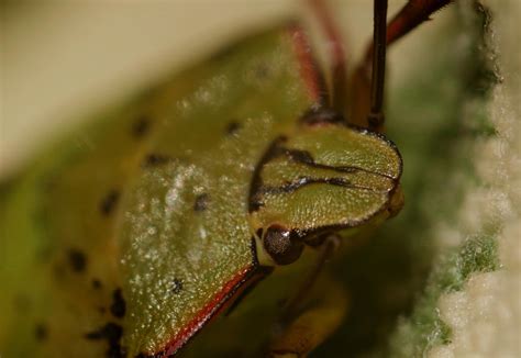 Bug Nose By Ilcsab On DeviantArt