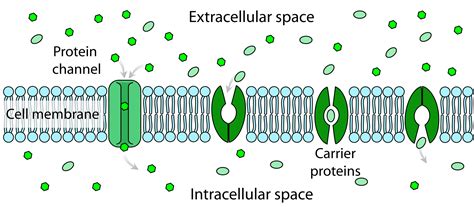 facilitated diffusion example 11 8 transport across cell membrane