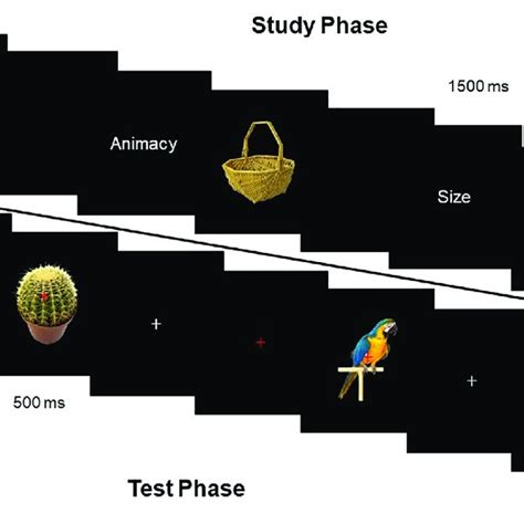 Schematic Illustration Of The Stimuli And Experimental Design