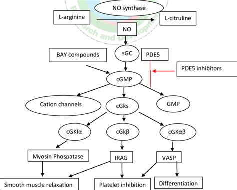 Cellular Signaling With No And Cgmp Download Scientific Diagram