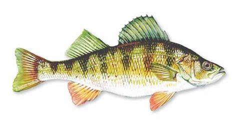 Perch, Yellow - Mattes Seafood