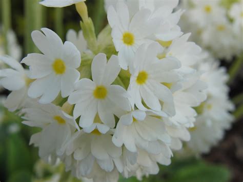 Frø frå hagen.: Primula denticulata 'Alba', Kuleprimula