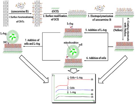 Assembly Of Mwcnts Acbpacbgce Biosensor To Detect No In Rat Liver