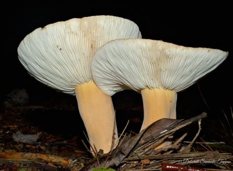 Saprophytes Images By D S Tappan