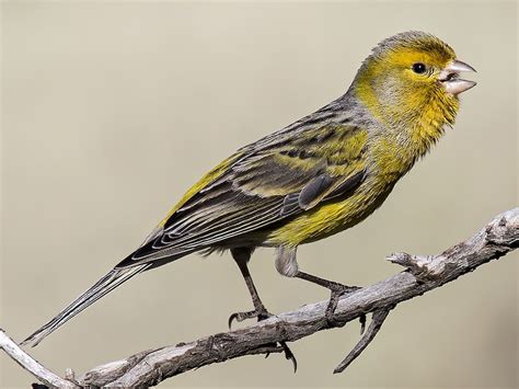 Serín Canario Ebird