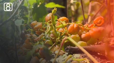 სტიქია კახეთში Youtube