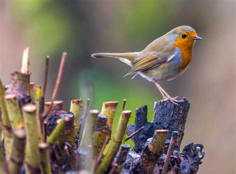 Page 54 Birds Garden Images Free Download On Freepik