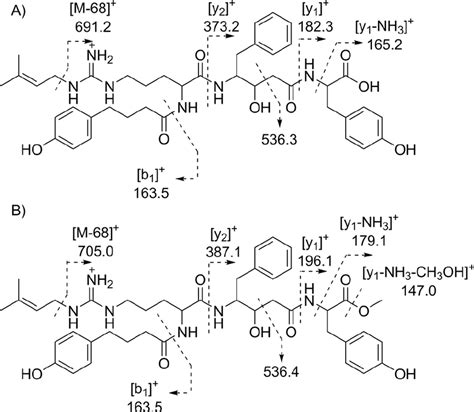 Ms Fragmentation Patterns Of A 1 And B 3 Download Scientific Diagram