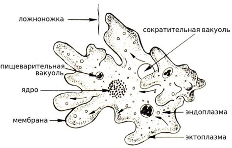 Амёба: строение, фото, питание, лечение амебиаза