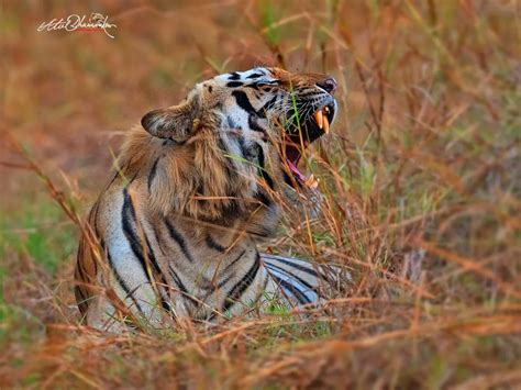 Atul Dhamankar Wildlife And Photography Atuldhamankar • Instagram Photos And Videos