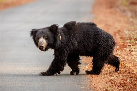Where Are You Most At Risk Of A Large Predator Attack Scientific