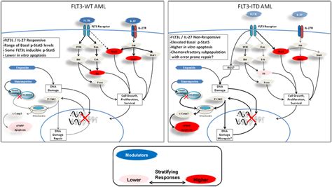 overview of pathway differences observed between flt3 itd and flt3 wt