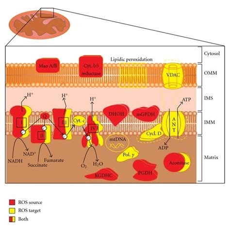 ROS Levels Control Cell Fate Low Production Of ROS Works As Trigger Of Download Scientific