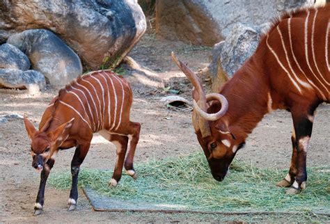 Antilope Bongo Feminino