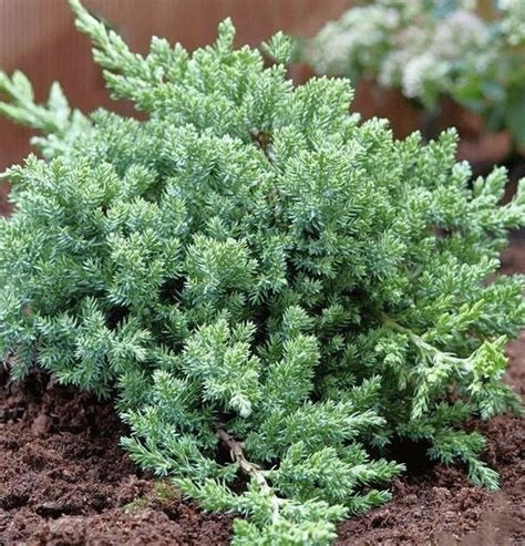 Dwarf Japanese Garden Juniper Juniperus Procumbens ‘nana Bonsai