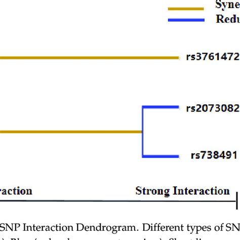 Snp−snp Interaction Dendrogram Different Types Of Snp Snp Effects On