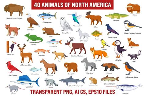 North American Animals 7 Letters