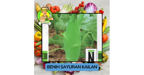 Benih Sayuran Kailan Bibit Biji Tanaman