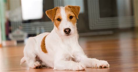 Best Dog Breeds For Apartment Living Top 10 Perfect Pups Poultry