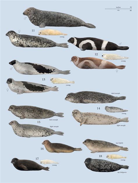 Seal Facts Types Diet Reproduction Classification Pictures Artofit