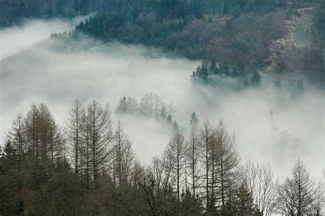 숲 안개 자연 Pixabay의 무료 사진 Pixabay