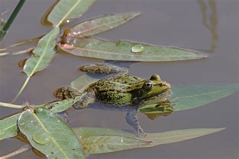 Kodok Tertawa Katak Rawa Foto Stok Unduh Gambar Sekarang Istock