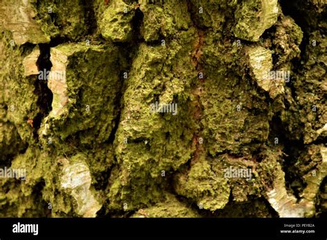 Tree Bark Texture Stock Photo Alamy