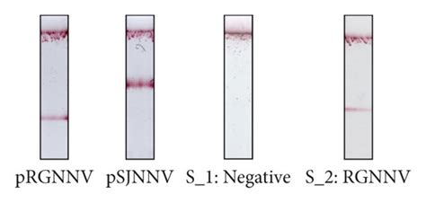 Visual Detection Of Nodavirus Genotype Specific Products With Dual Download Scientific Diagram
