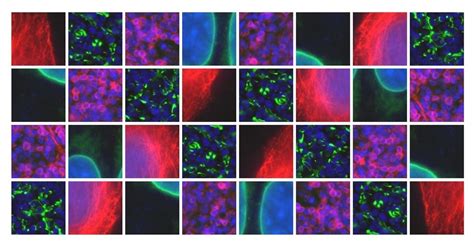 Proteintech Antibody