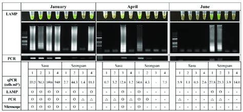 Field Sample Detection Using Loop Mediated Isothermal Amplification Download Scientific Diagram