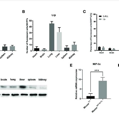 Comparison Of Transfection Efficiency Of Different Tissues A The Download Scientific