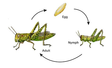 Grasshopper Life Cycle Coloring Page My Xxx Hot Girl