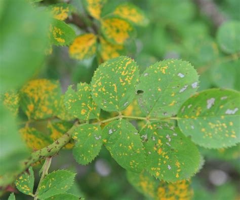 Hydrangea Diseases How To Spot Them And Combat Problems Homes And