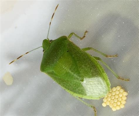Plagas Del Pistachero El Chinche Verde Nezara Viridula L Mister