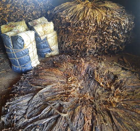 බුලත් පැල ලබාගන්න සුදුසු බුලත් සහ නයි මිරිස් වගා කරුවෝ Facebook