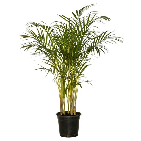 How To Care For Indoor Golden Cane Palm At Herman Genovese Blog