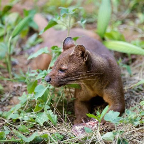 10 Facts About Fossa You Need To Know Factopolis