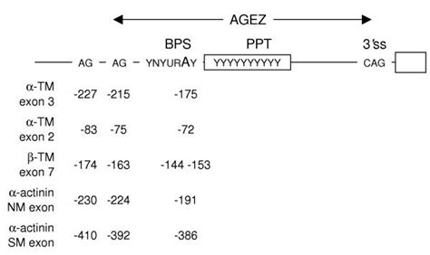 Sequence Arrangement At Dbp Exons The Locations Of Several Dbps That