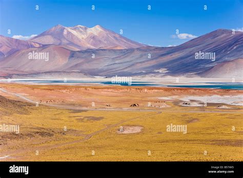 The Altiplano Los Flamencos National Reserve Atacama Desert