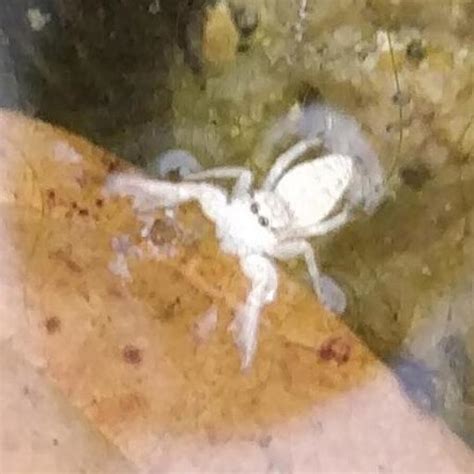 White Jawed Jumping Spider Hentzia Mitrata Facts Identification