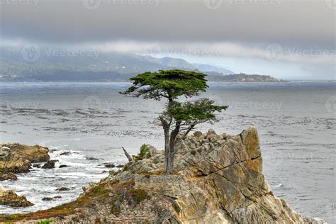 The Lone Cypress Seen From The 17 Mile Drive In Pebble Beach