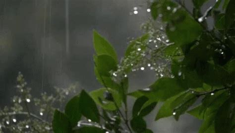 The Perfect Rain Raining Nature Animated  For Your Conversation