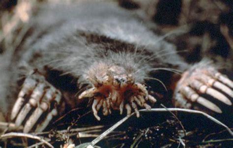 Star Nosed Mole