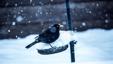 Free Download Hd Png Birds Crow Snow Winter Wallpaper Background Best