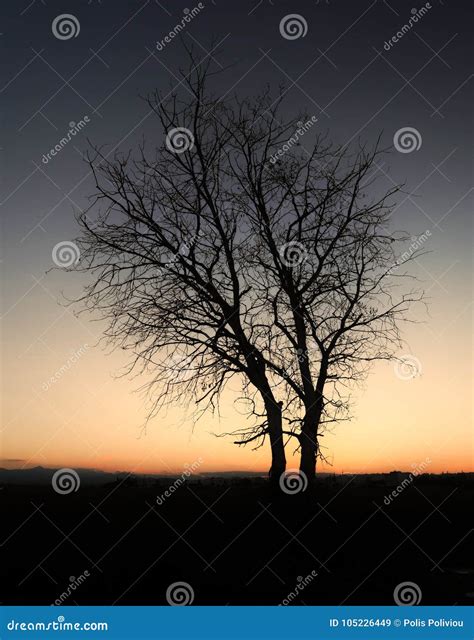 Beauty In Nature Naked Tree Stock Image Image Of Nicosia Healthy