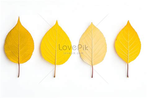 가을의 노란 단풍 디스플레이 일러스트 무료 다운로드 Lovepik