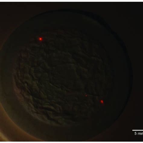 Photographs Of Some Fluorescing Microplastics Observed After Treatment