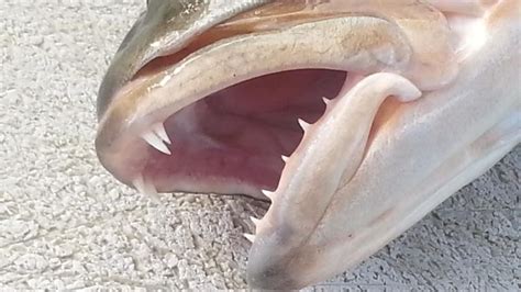Virginia Tech Ichthyology Class Shades Of Gray Snapper By Don Orth
