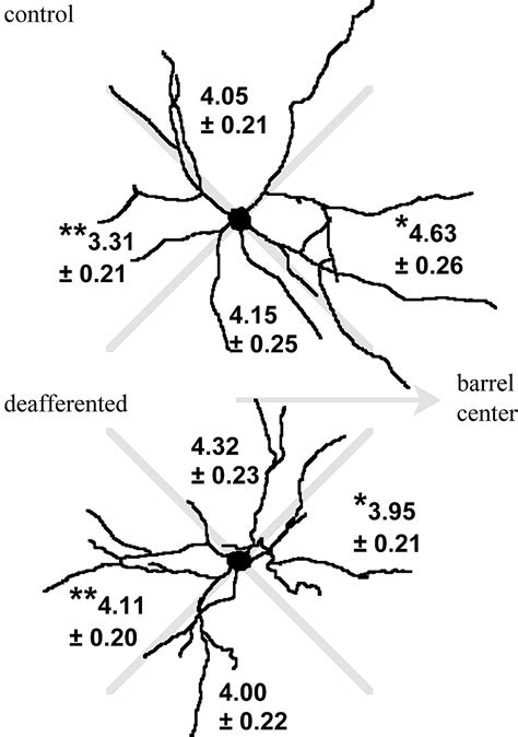 Activity Dependent Maintenance And Growth Of Dendrites In Adult Cortex Pnas